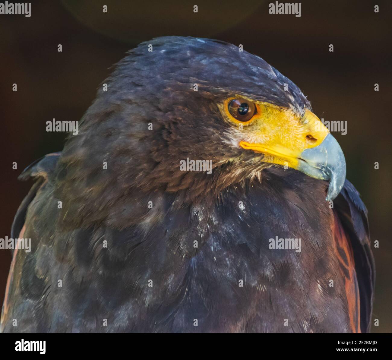eagle detail shot Stock Photo - Alamy