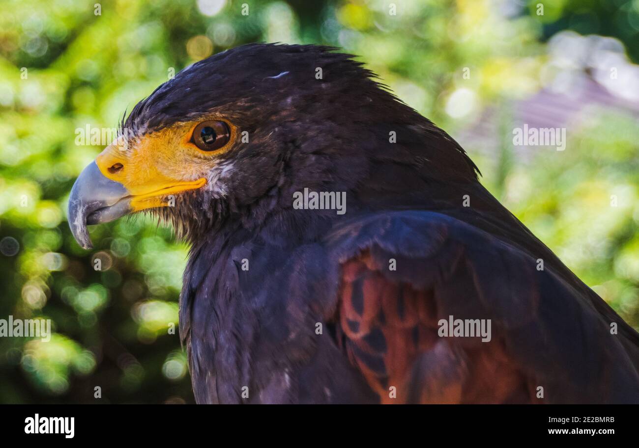 eagle detail shot Stock Photo - Alamy