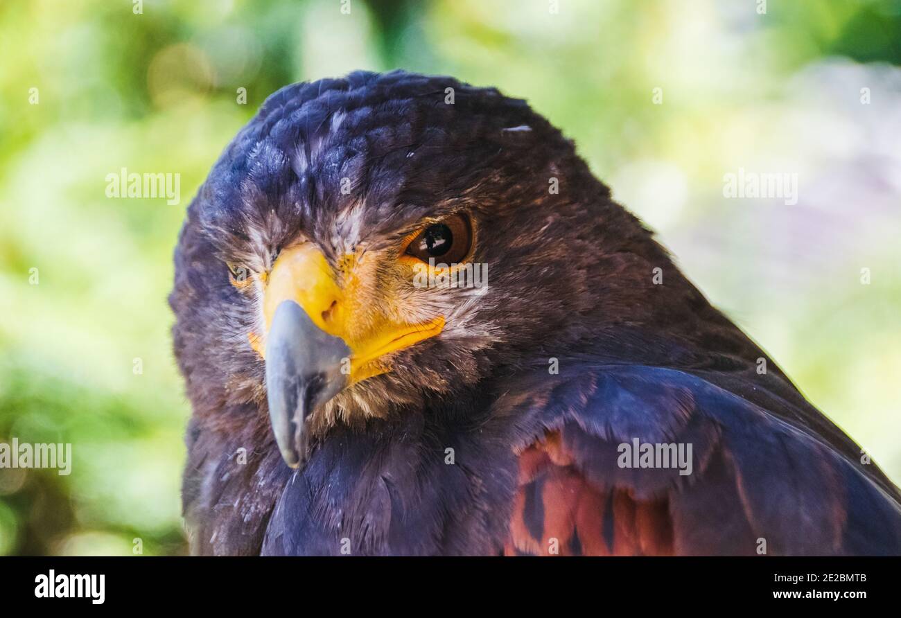 Birds eye shot hi-res stock photography and images - Alamy