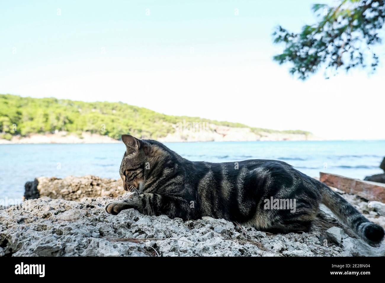 beautiful tabby cat lies on the beach in the old town of Phaselis ...