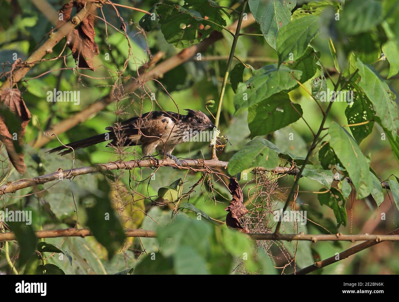 Levaillant's Cuckoo (Clamator levaillantii) immature perched on branch ...