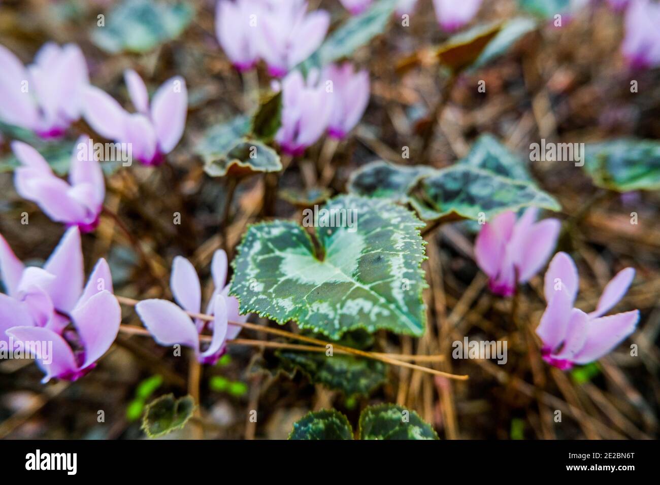 many purple little flowers. bloom in the forest of turkey on the stones ...