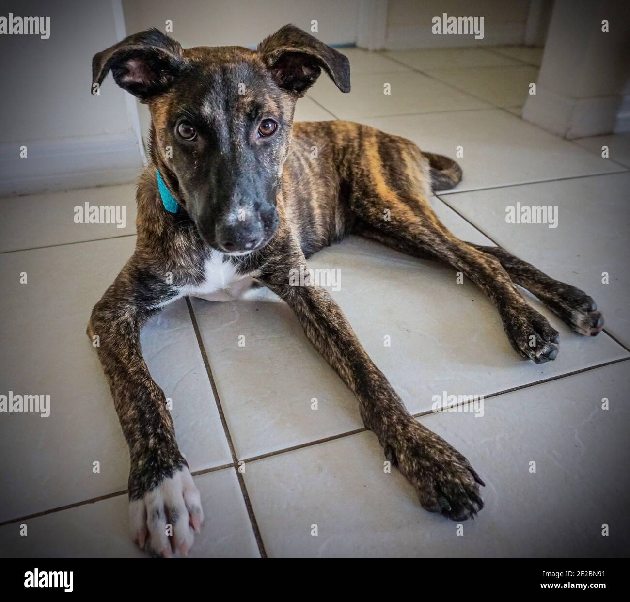 Thankful island rescue dog Stock Photo - Alamy