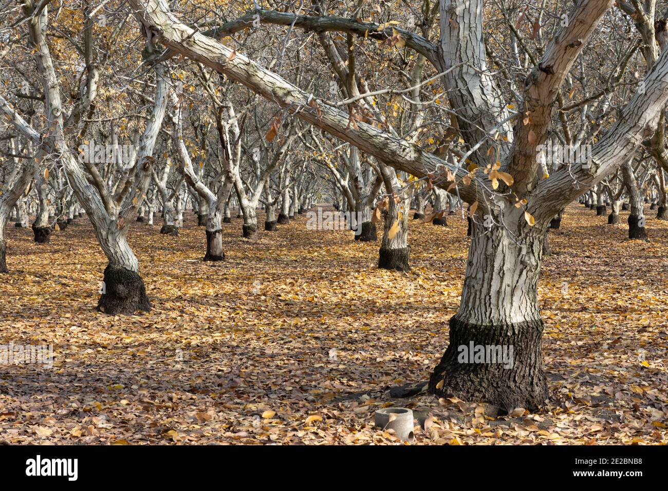 Walnut orchard hi-res stock photography and images - Alamy