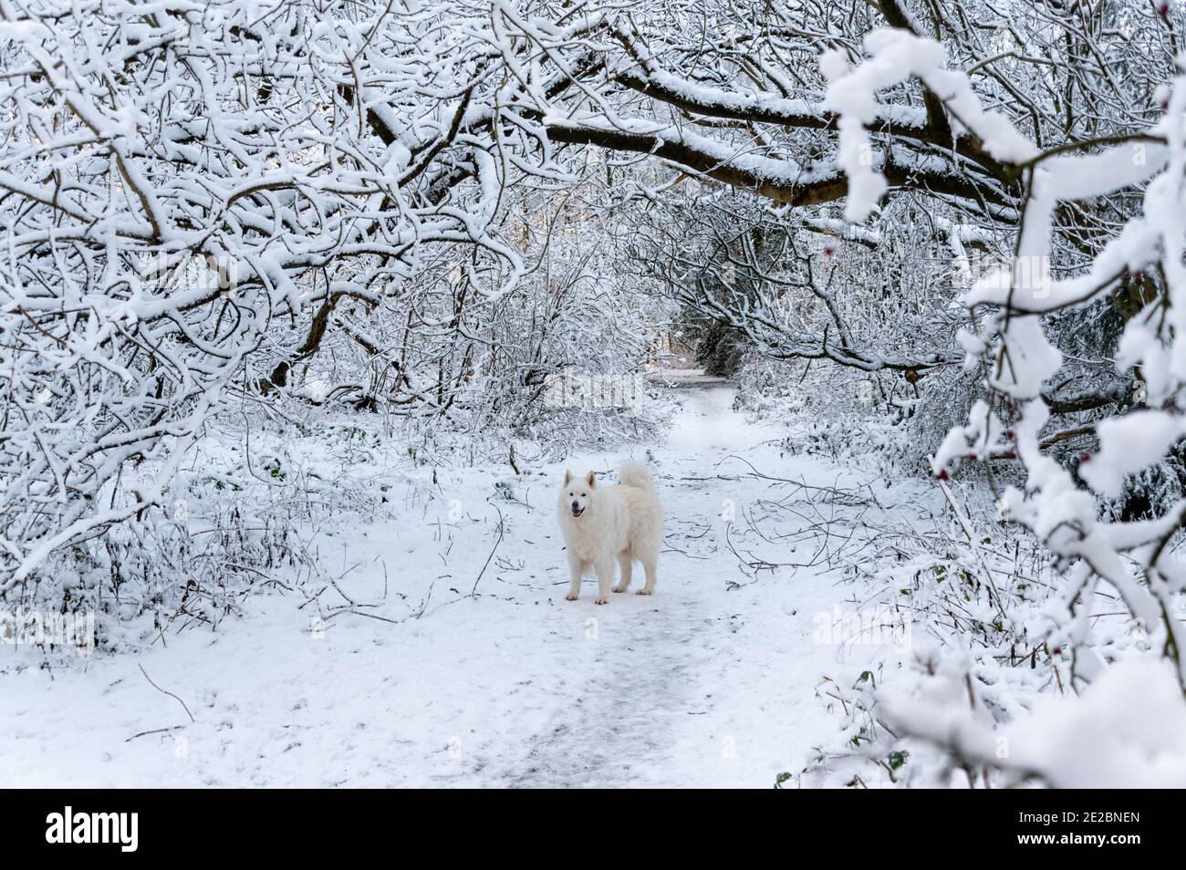 Samoyed dog in snow Stock Photo - Alamy