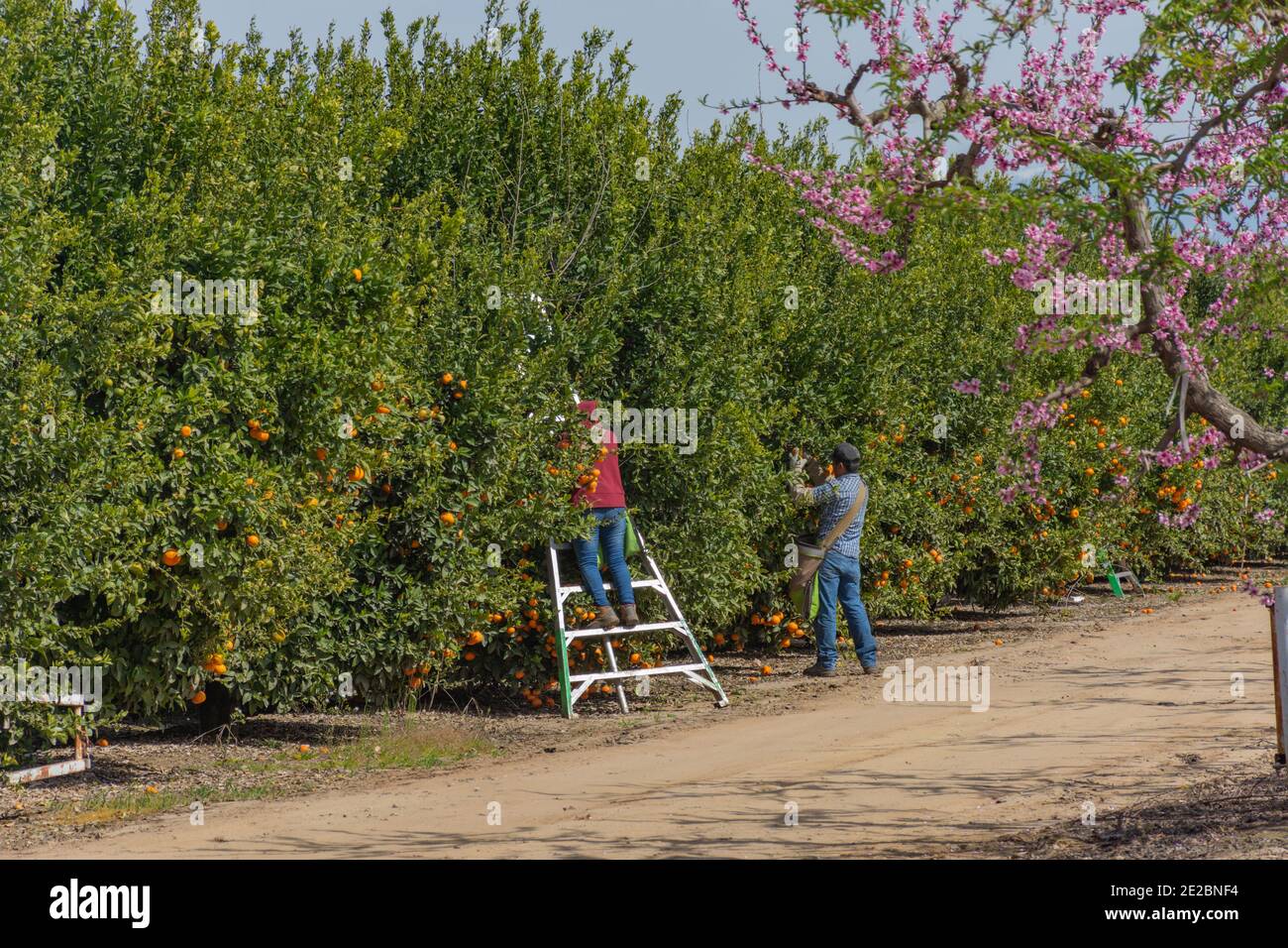 Walnut orchard hi-res stock photography and images - Alamy