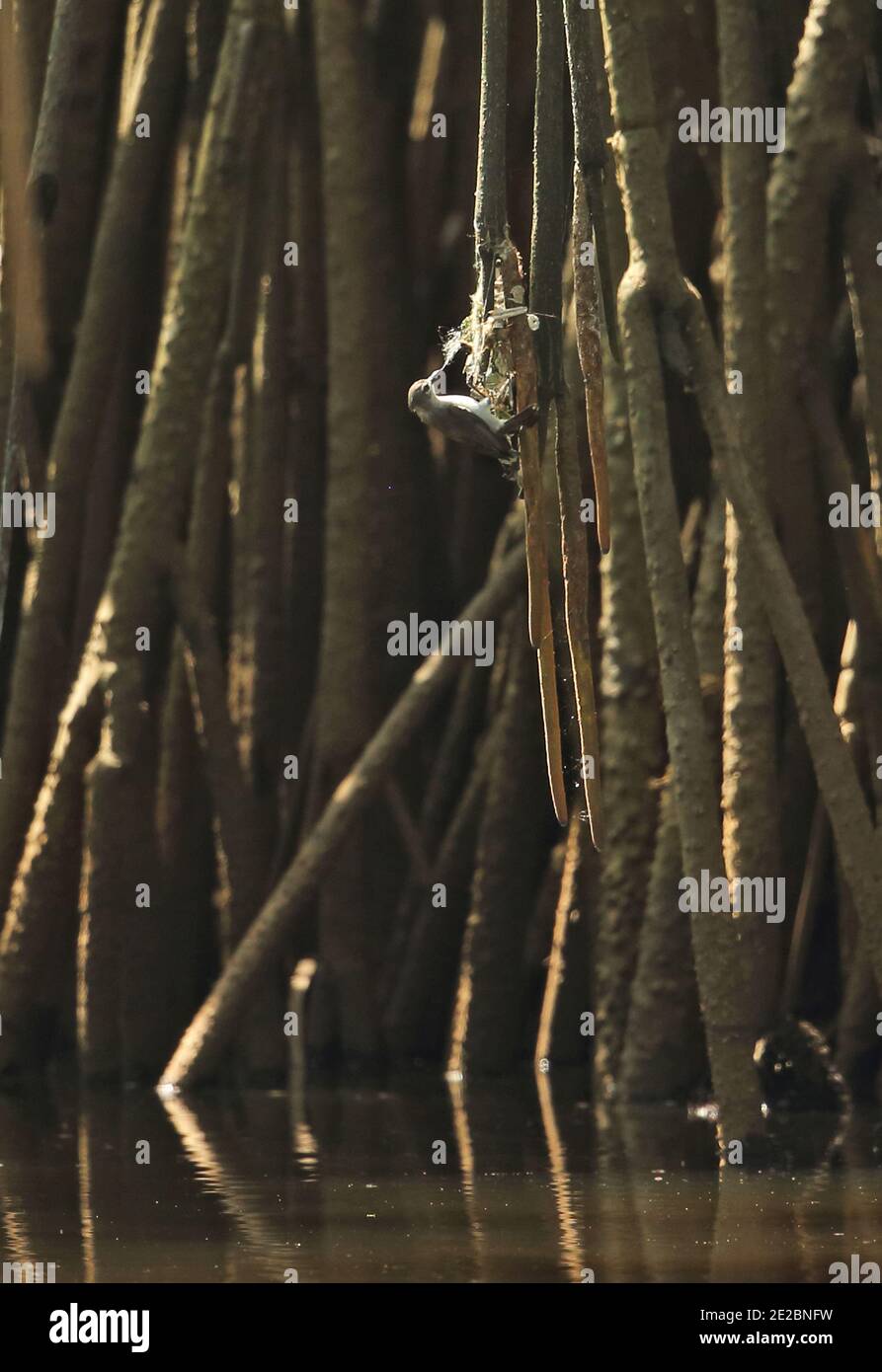 Mouse-brown Sunbird (Anthreptes gabonicus) adult nest building on ...