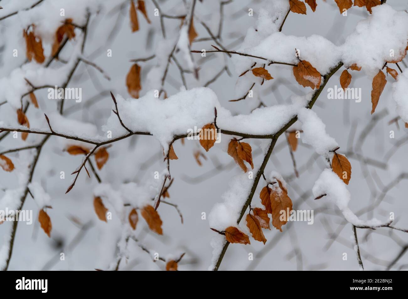 Ice covered beech trees hi-res stock photography and images - Alamy