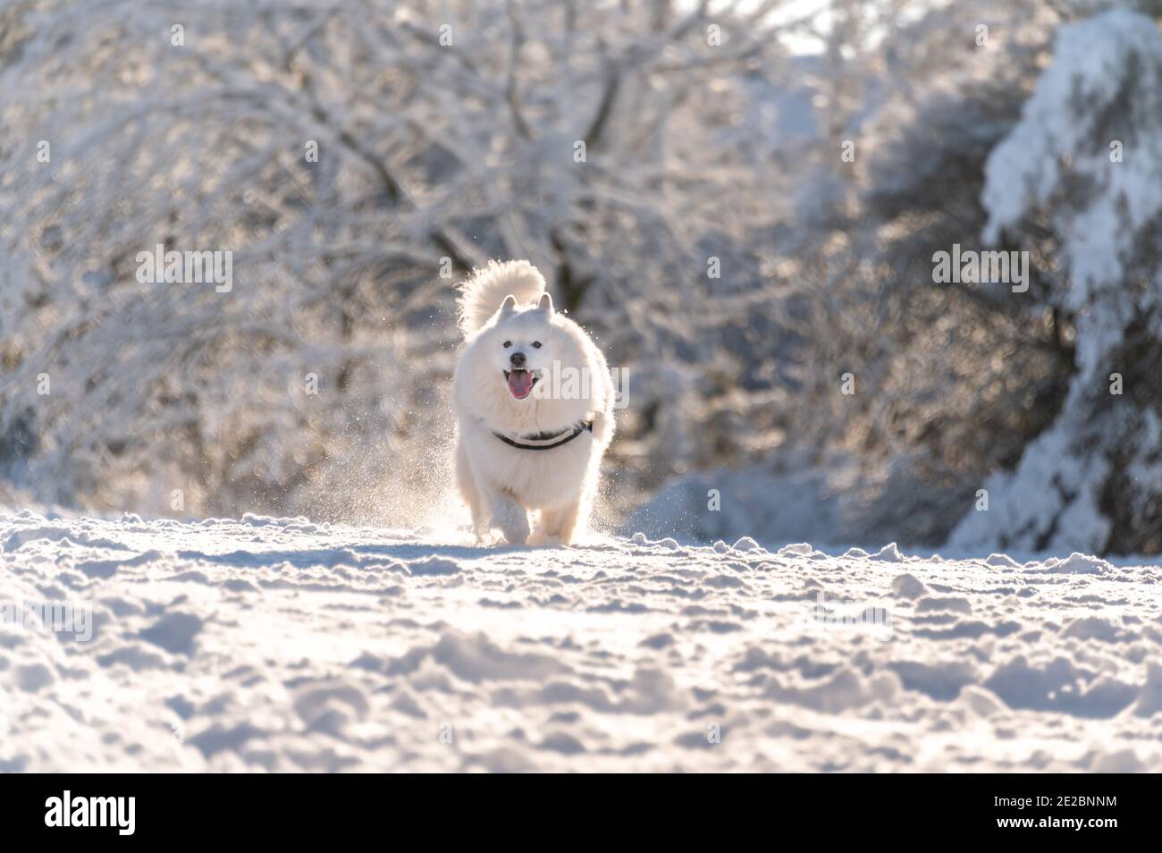 Samoyed dog in snow Stock Photo - Alamy