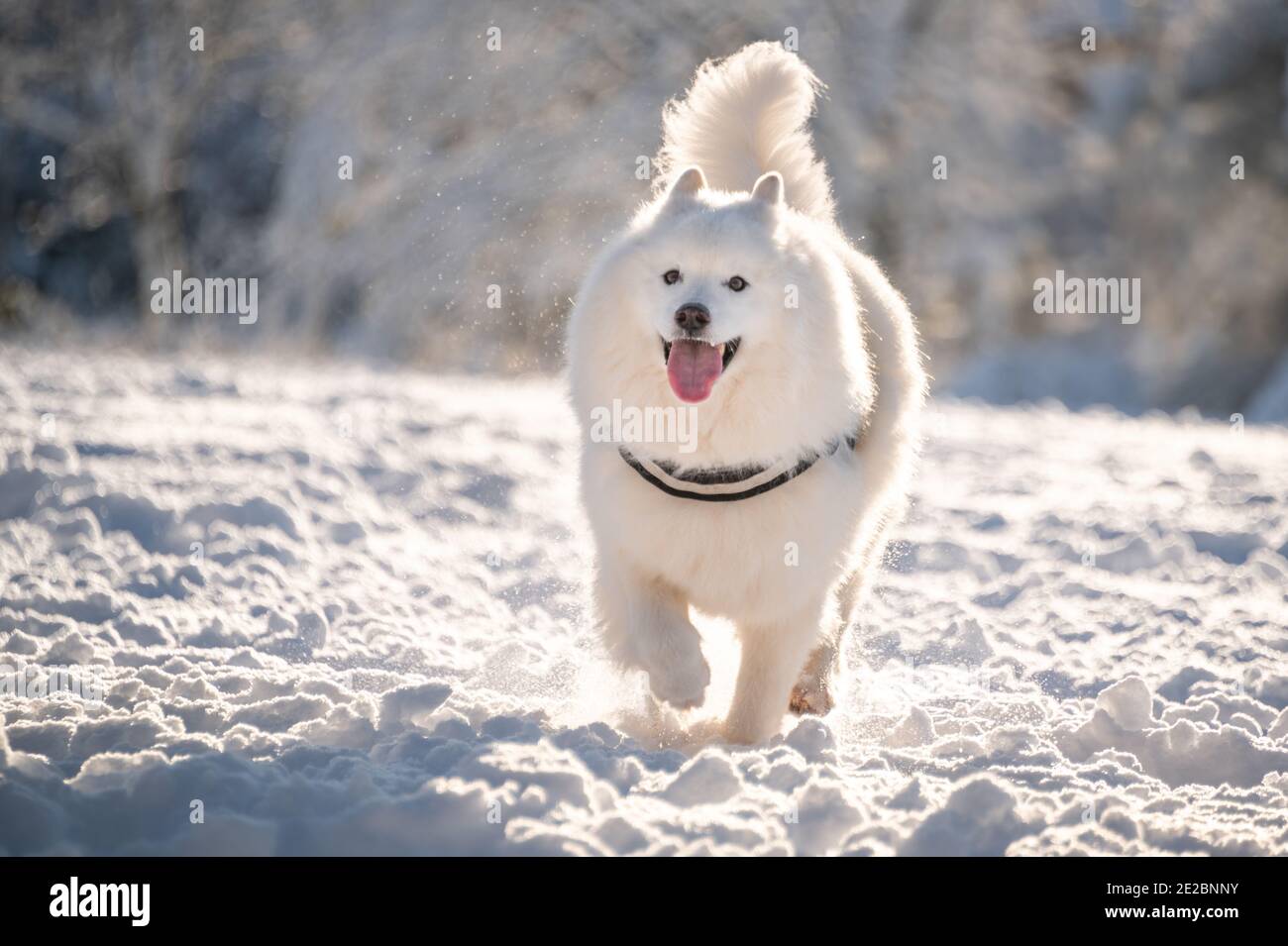 Samoyed dog in snow Stock Photo - Alamy
