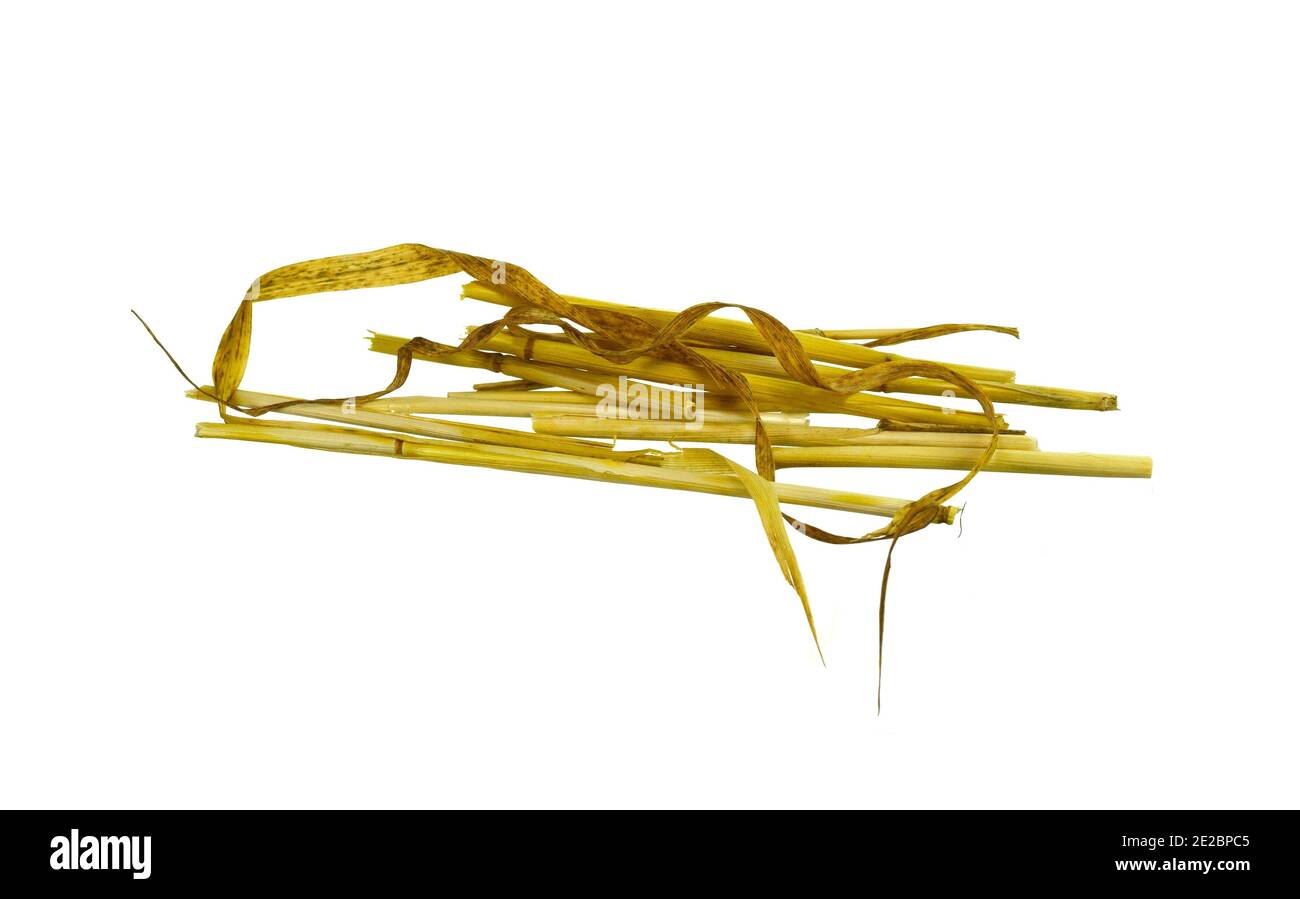 Pile straw isolated on white background. Straw texture Stock Photo - Alamy