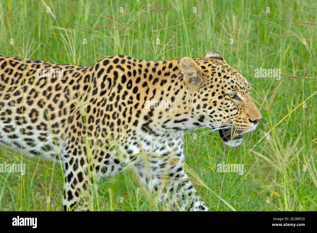 Leopard (Panthera pardus). Single animal, on the move, walking ...