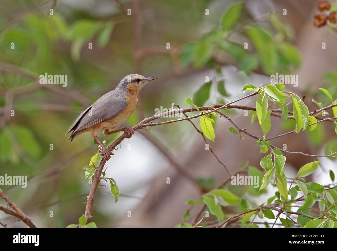 Sylvietta Brachyura High Resolution Stock Photography and Images - Alamy