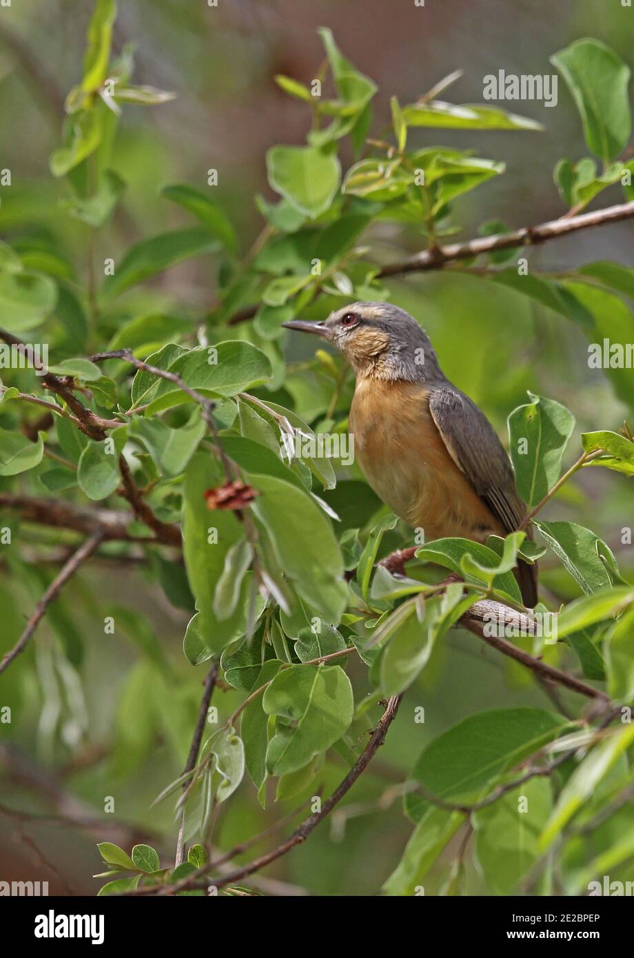 Sylvietta hi-res stock photography and images - Alamy