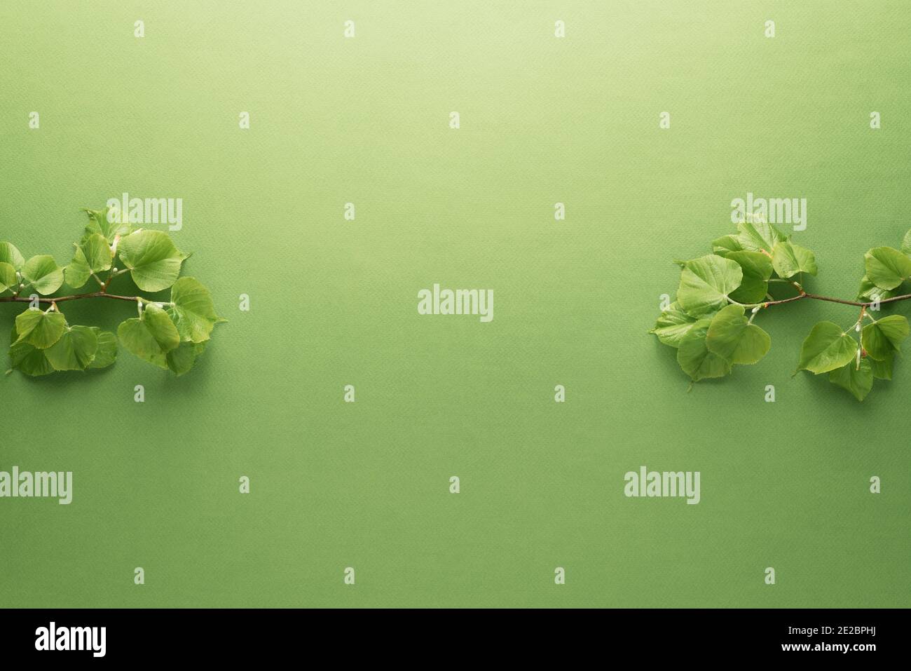 Spring one color green background with fresh tree foliage Stock Photo ...