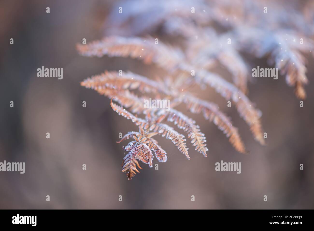 Frosted fern leaf hi-res stock photography and images - Alamy