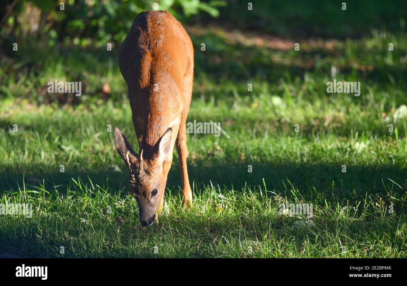 Always on the lookout hi-res stock photography and images - Alamy