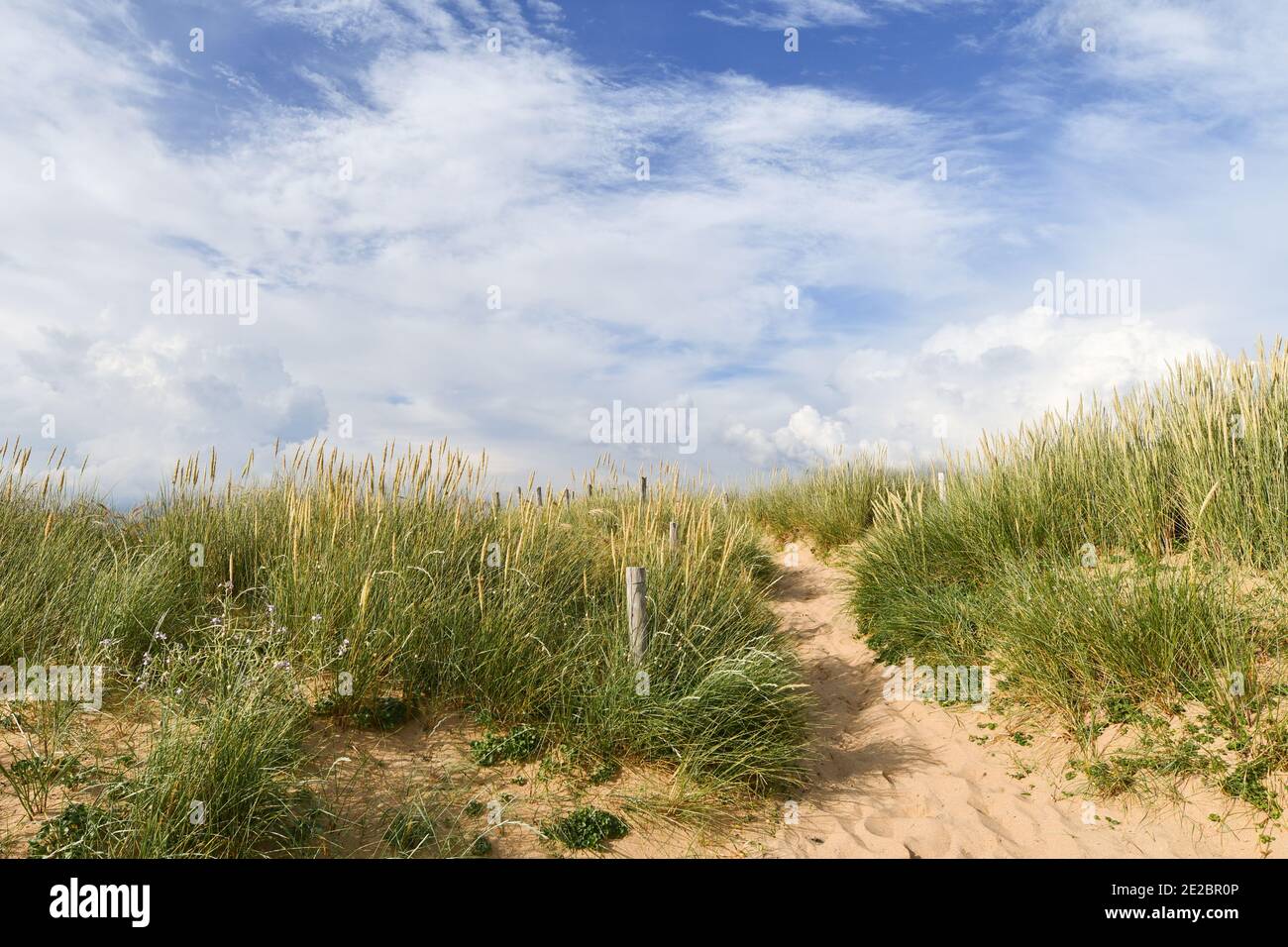Little path in the middle of grassy dune Stock Photo - Alamy