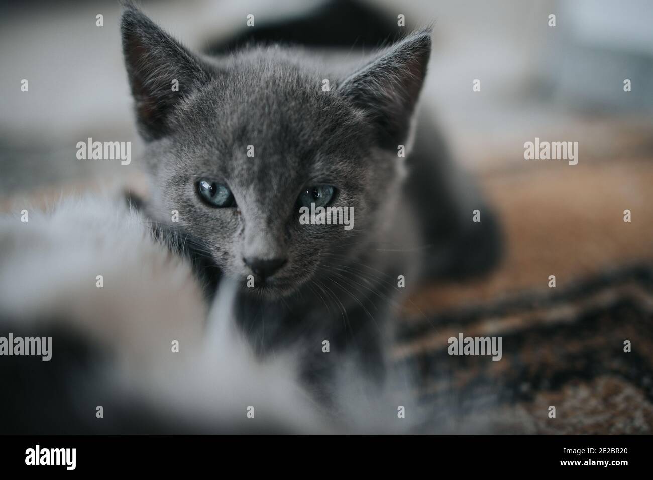 Cute little gray cat playing at home on a blurry background Stock Photo ...