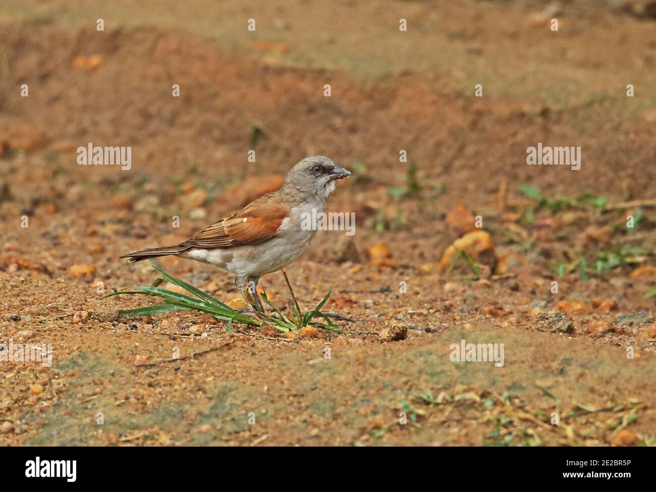 Northern grey headed sparrow passer griseus hi-res stock photography ...