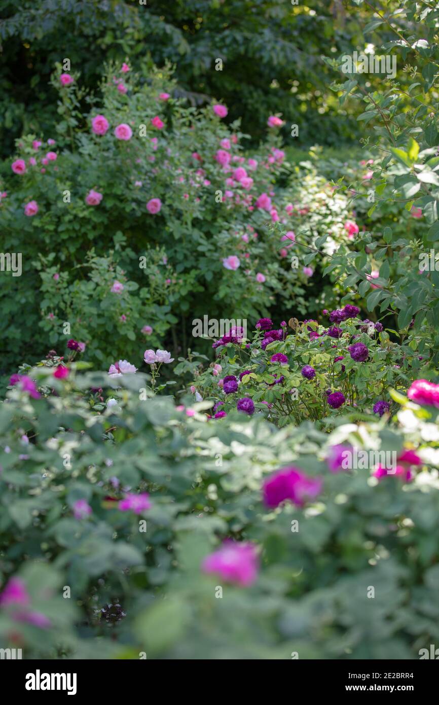 Mixed colour roses hi-res stock photography and images - Alamy