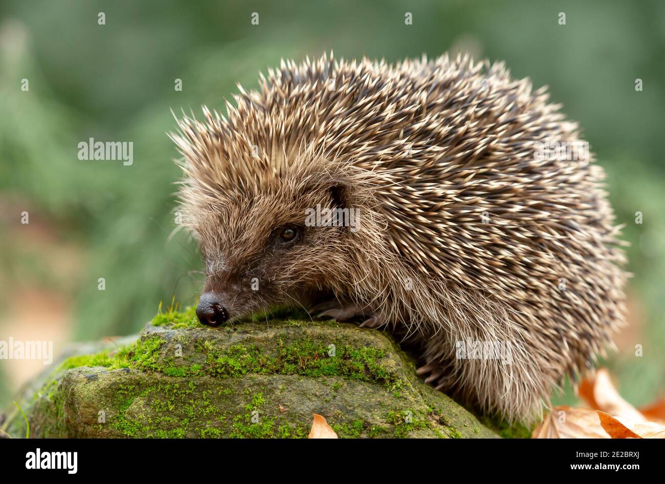 Copper bee hi-res stock photography and images - Alamy
