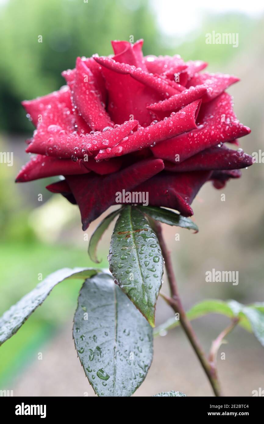 Single rose flower wet after rain hi-res stock photography and images ...
