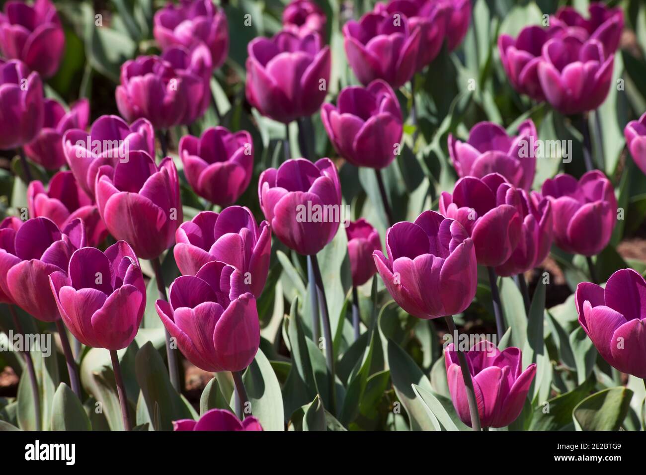 Fresh many tulip flowers background in spring seasons Stock Photo - Alamy