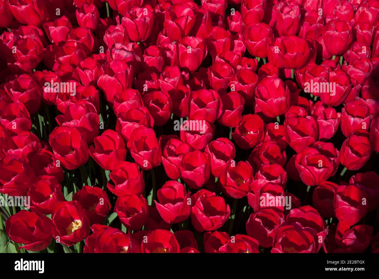 Fresh many tulip flowers background in spring seasons Stock Photo - Alamy