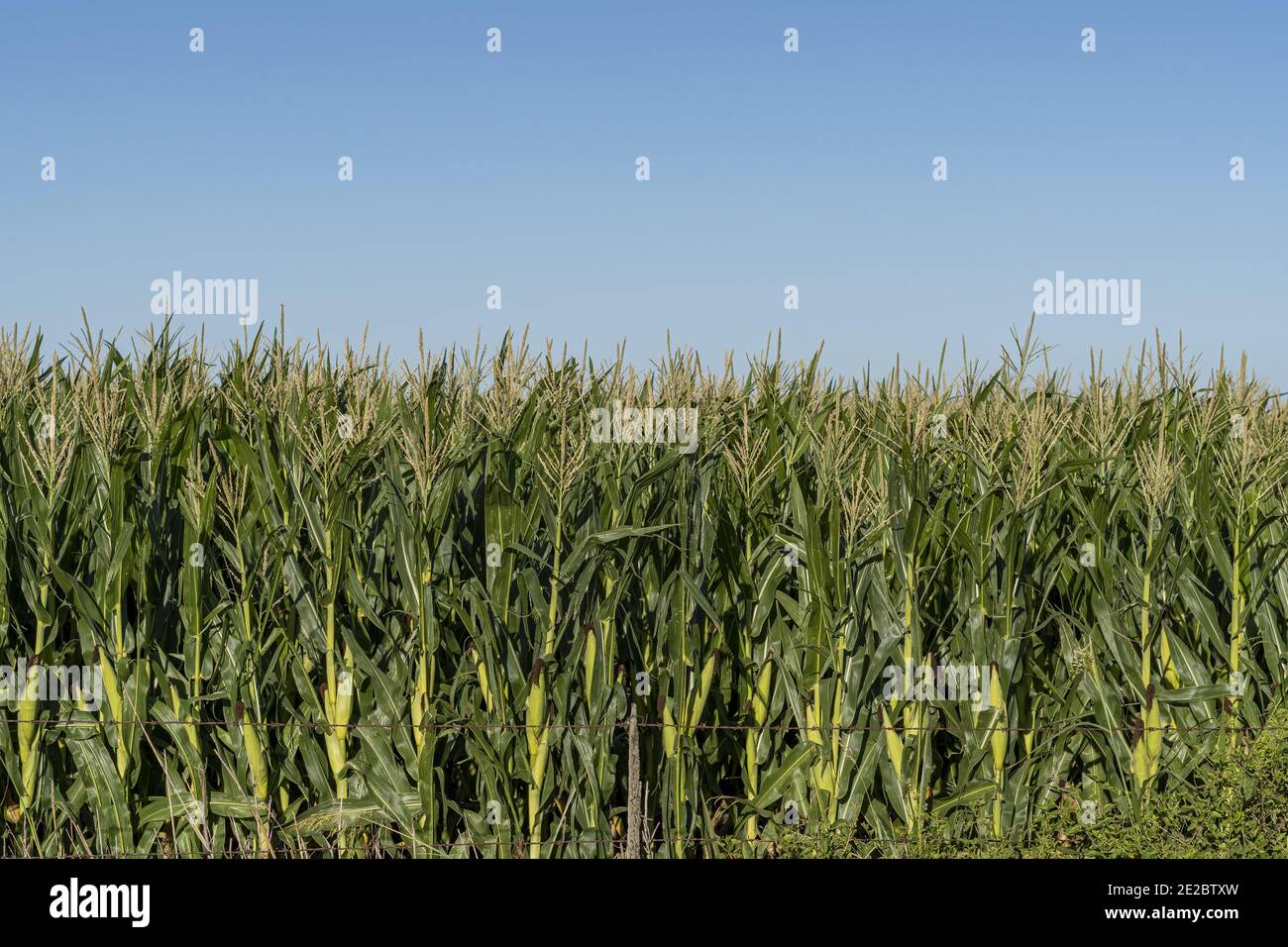 Crops growing in an agricultural field Stock Photo - Alamy