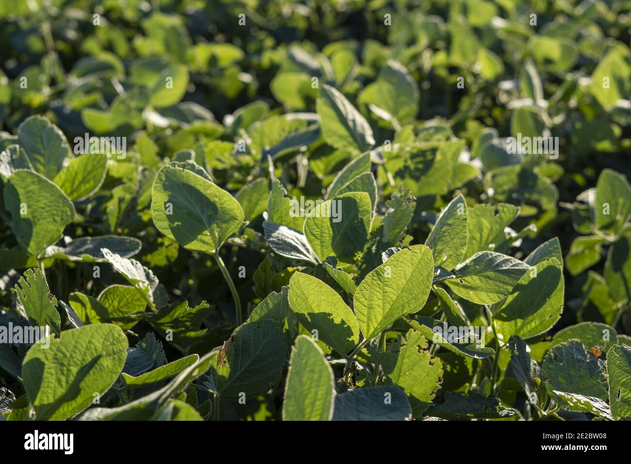 China japanese vegetable field hi-res stock photography and images - Alamy