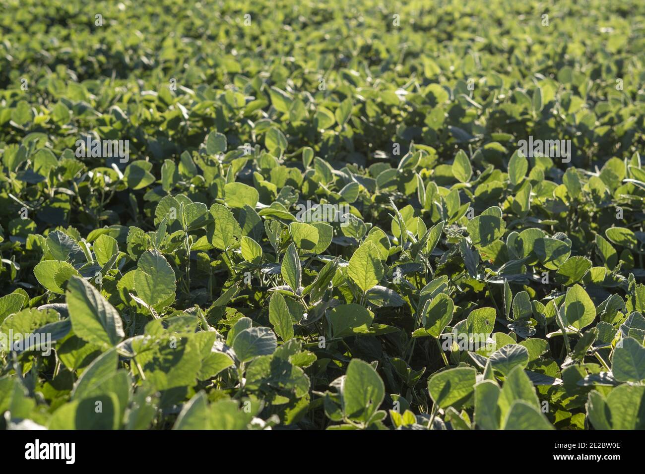 China japanese vegetable field hi-res stock photography and images - Alamy