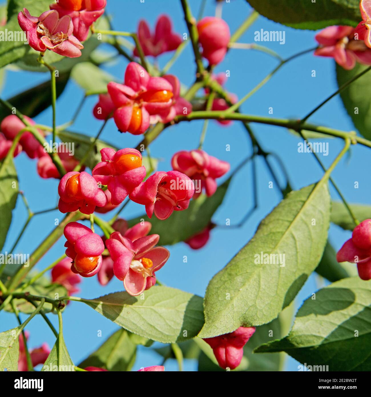 Fruits of Spindle shrub, Euonymus europaeus Stock Photo - Alamy
