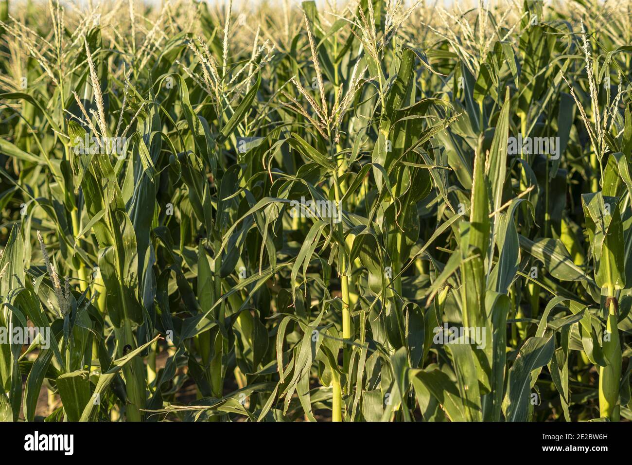 Crops growing in an agricultural field Stock Photo - Alamy