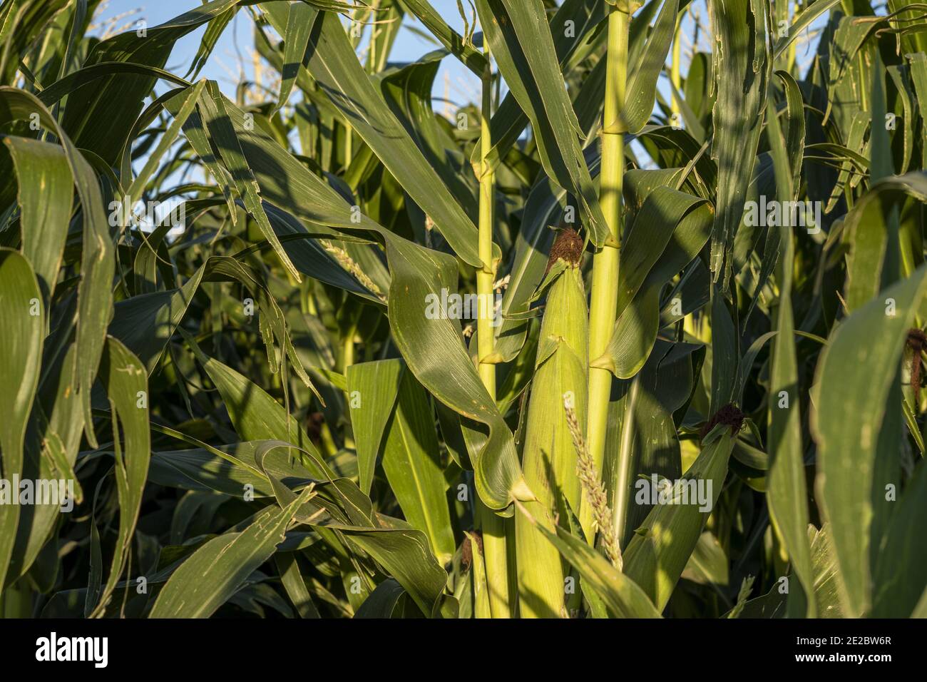 Crops growing in an agricultural field Stock Photo - Alamy