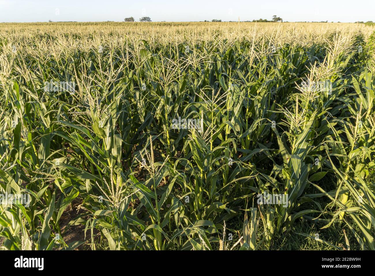 Crops growing in an agricultural field Stock Photo - Alamy