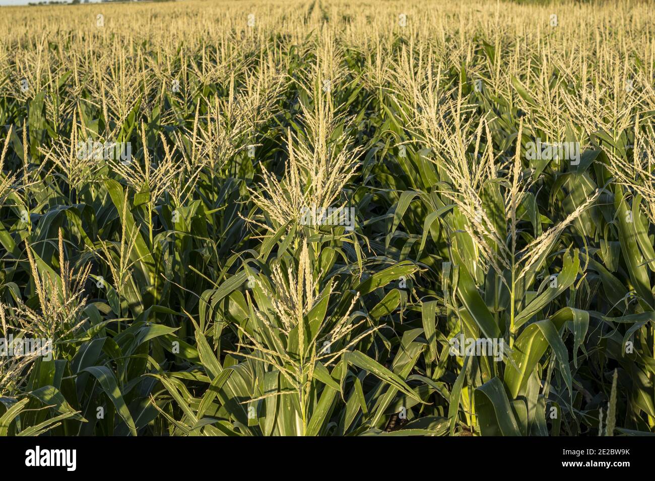 Crops growing in an agricultural field Stock Photo - Alamy