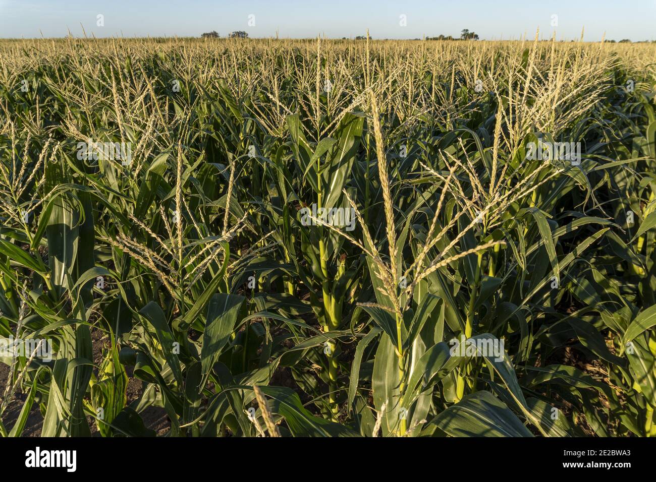 Crops growing in an agricultural field Stock Photo - Alamy