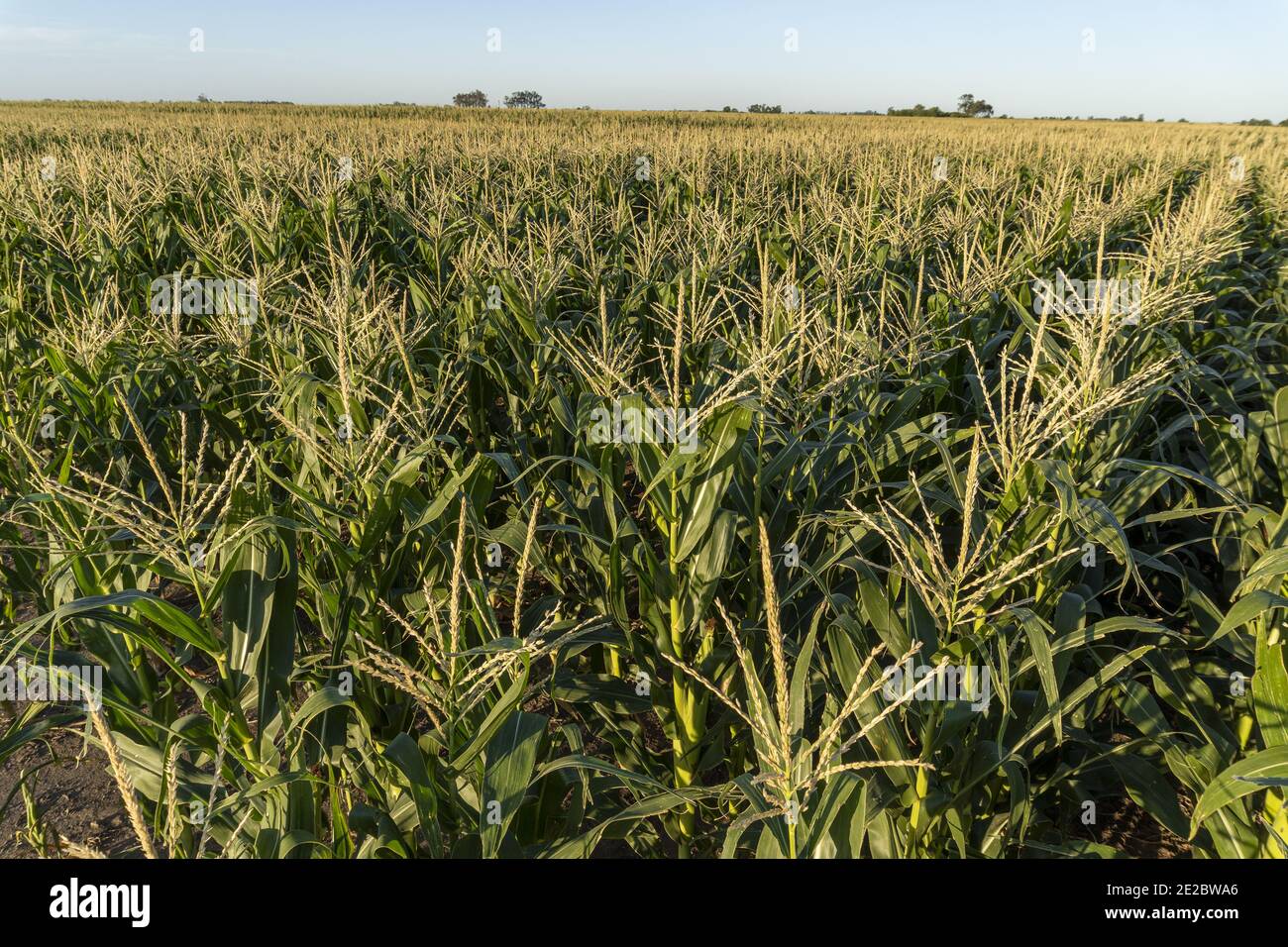 Crops growing in an agricultural field Stock Photo - Alamy