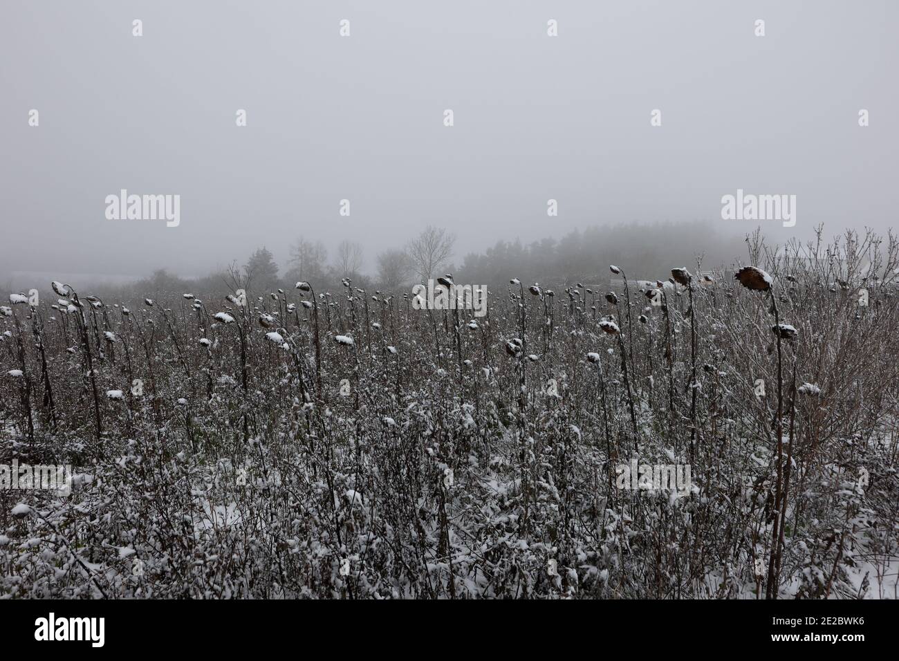 Snow winter sunflowers hi-res stock photography and images - Alamy