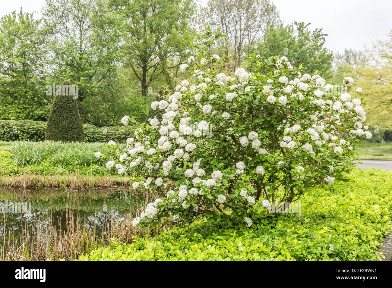 Viburnum Snowball, Viburnum carlesii, is a shrub with spherical growth ...