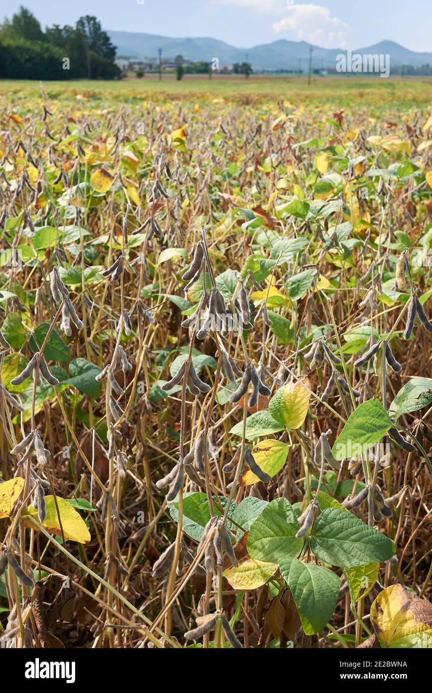 Soybean Field Stalk High Resolution Stock Photography and Images - Alamy