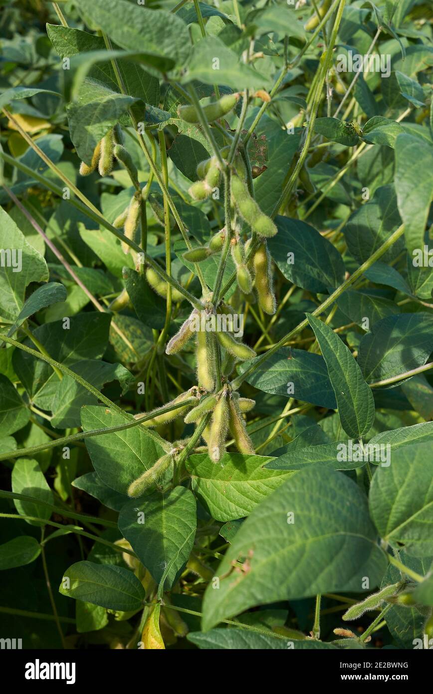 Soybean field stalk hi-res stock photography and images - Alamy