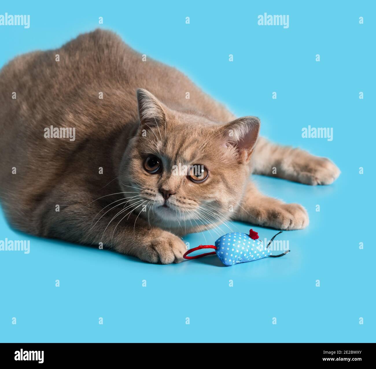 Cute mouse pink hi-res stock photography and images - Alamy