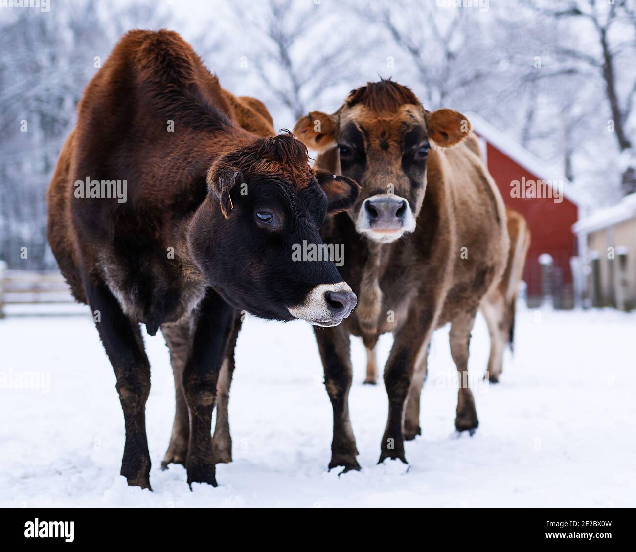 Vertical shot brown white cow hi-res stock photography and images - Alamy
