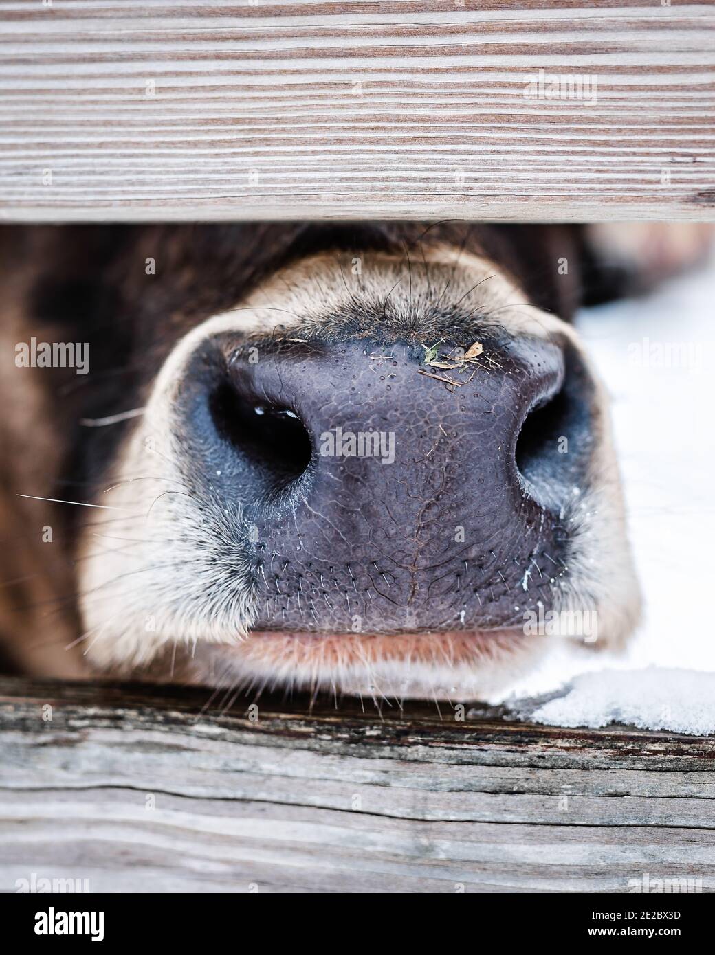 Vertical shot of a cow nose behind the fence in the farm Stock Photo ...