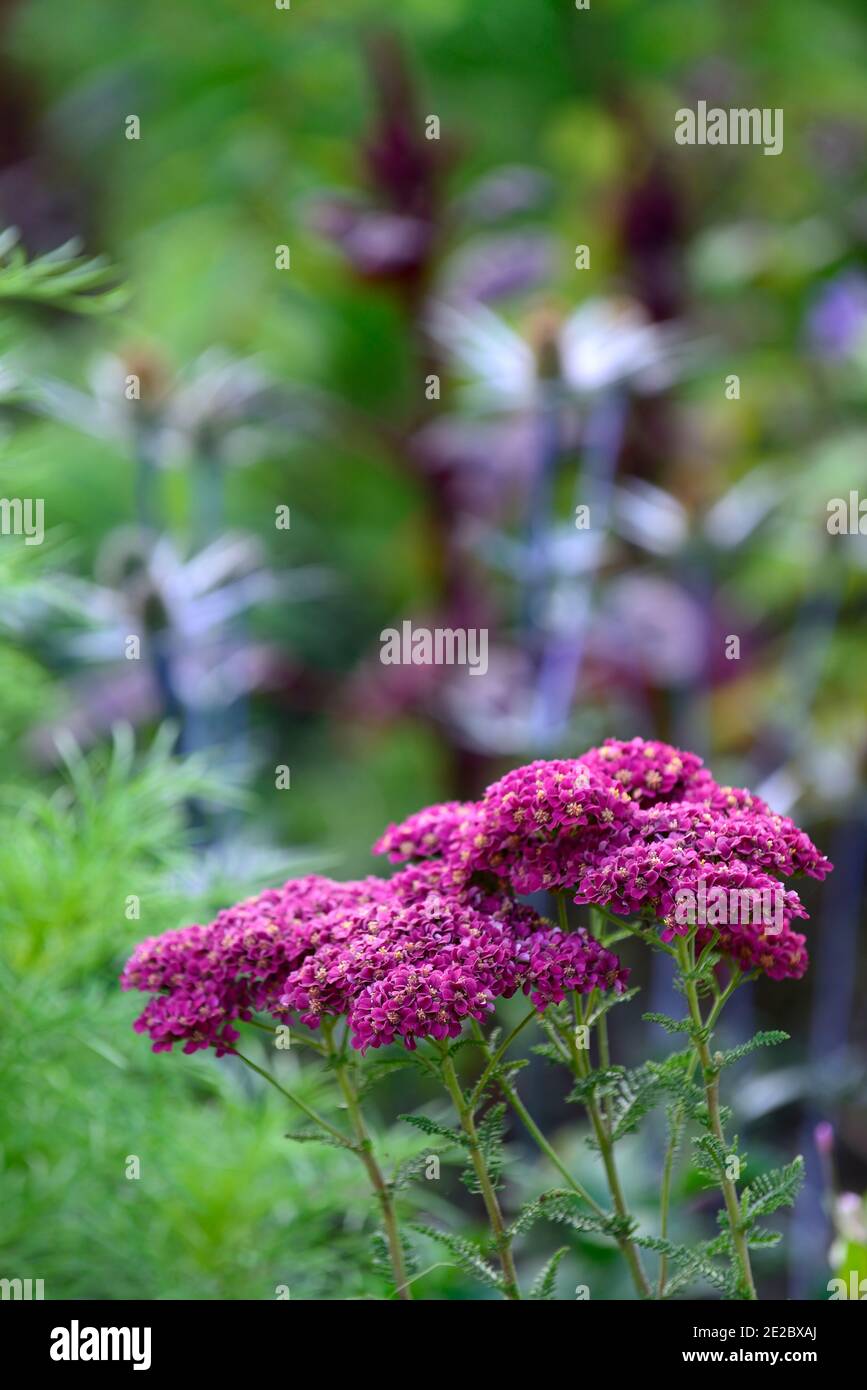 Achillea millefolium,yarrow,pink purple,mix,mixed bed,mixed border ...