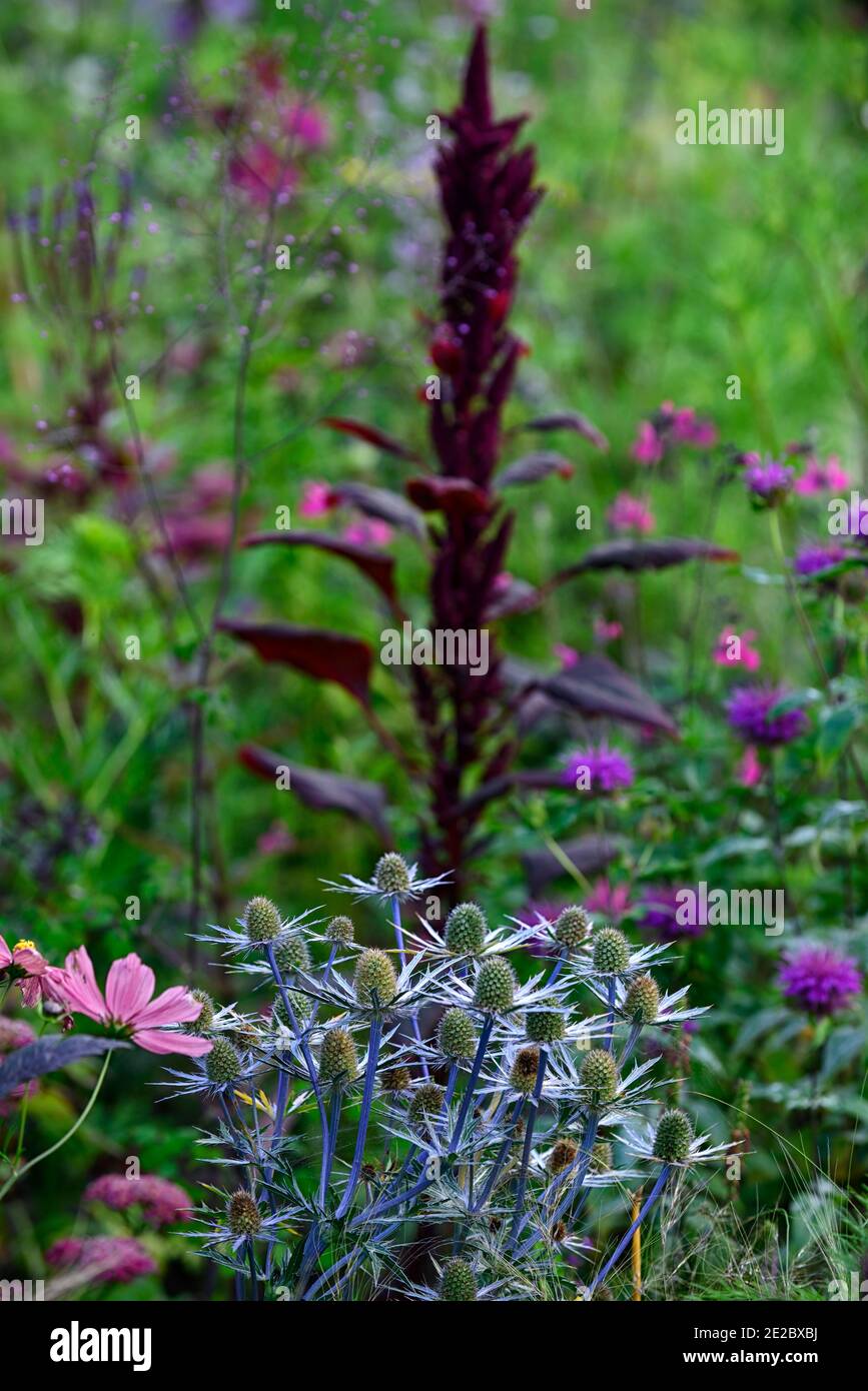 Dark flower border hi-res stock photography and images - Alamy