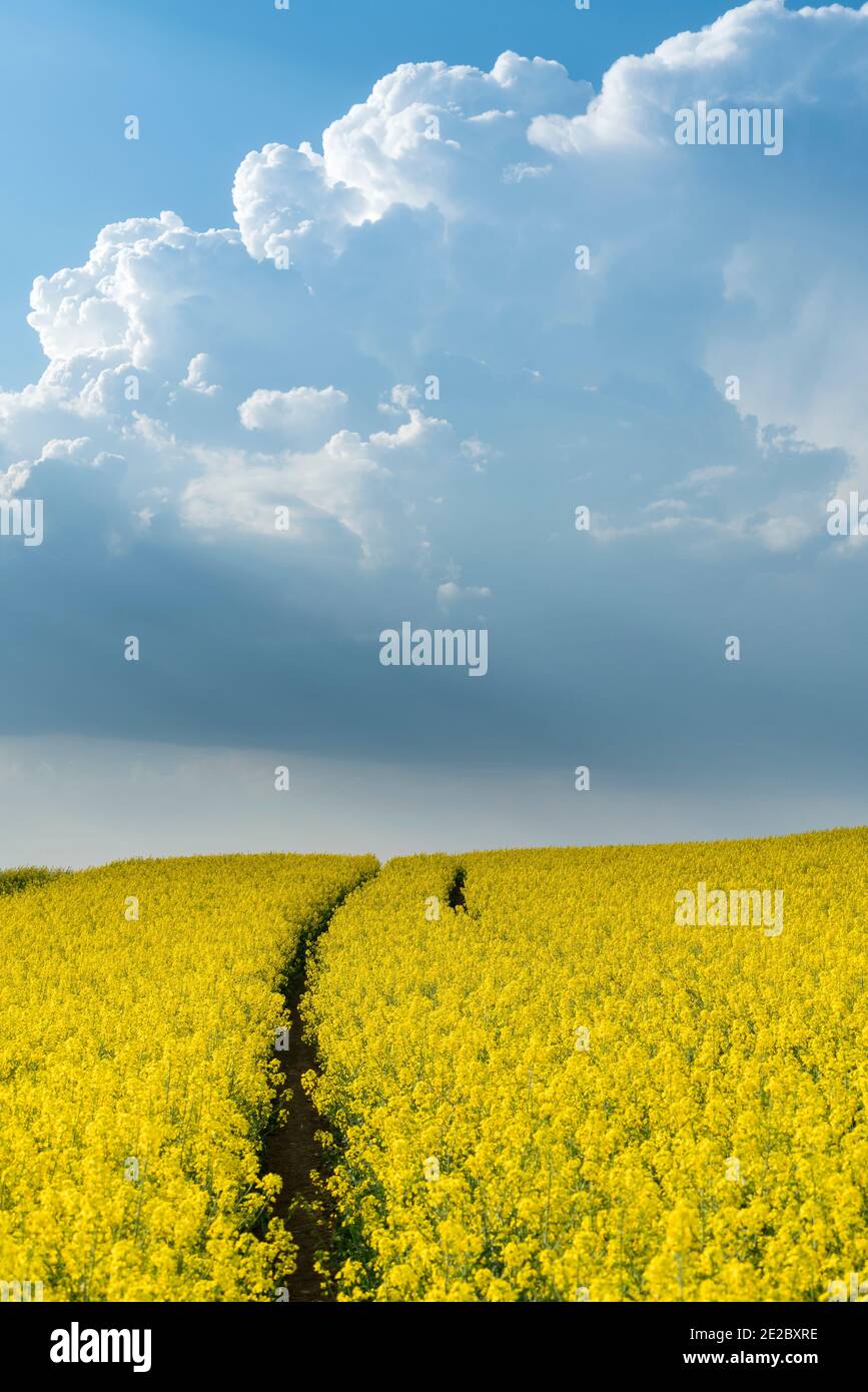 Morava field hi-res stock photography and images - Alamy