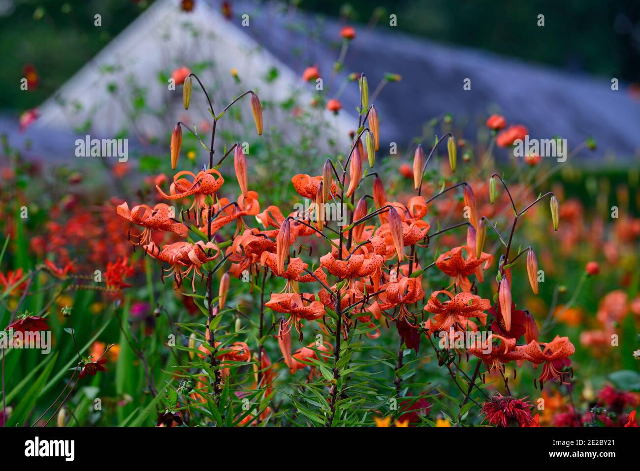 lilium lancifolium tigrinum splendens,orange,speckled markings, closeup ...